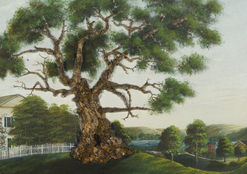In the hidden history of Connecticut’s Charter Oak | Jean Zimmerman